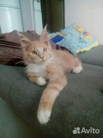 Девочка куночка