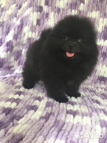 Чёрная красотка