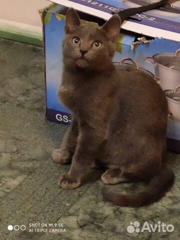 Отдам котенка британца