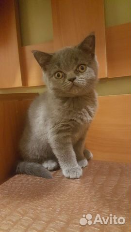 Продам шотландскую кошечку