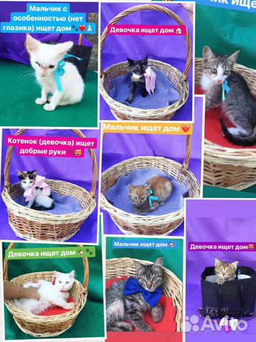 Котята и котики ищют дом