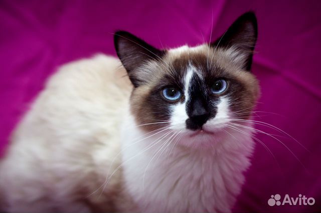 Голубоглазая кошка Моника