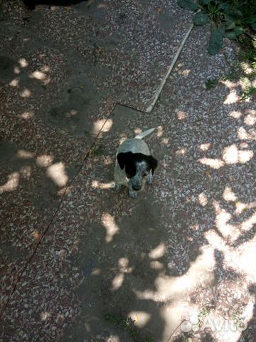 Щенята,отдам в хорошие руки. Мама русский спаниэль