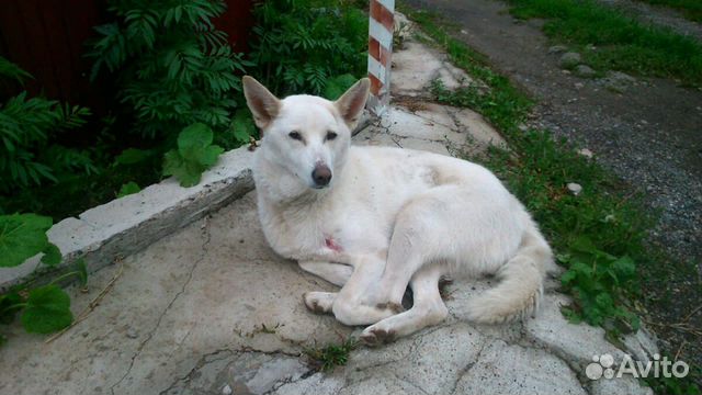 Ушастик в поисках старого или нового хозяина