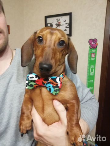 Кабелек кроличей таксы для встреч. Случка/вязка