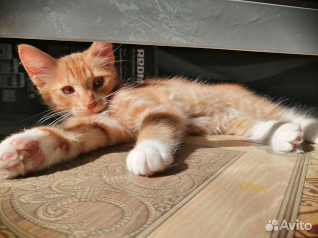 Котенок