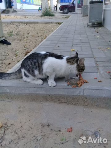 Котейка(мальчик,6 мес.) ищет добрые ручки