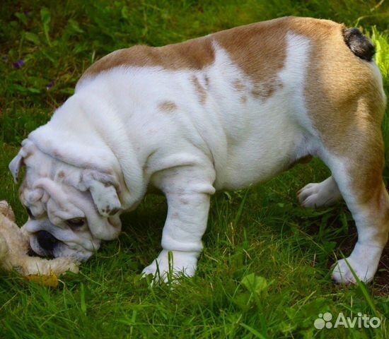 Щенки Английского бульдога