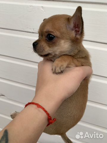 Кукольный Чихуахуа супер мини
