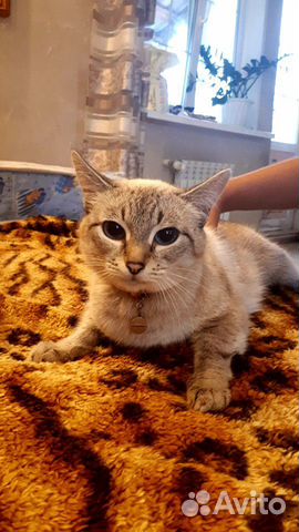 Котенок от Балинез