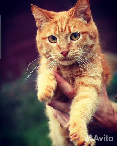 Кошка ищет дом