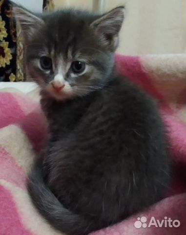 Котенок