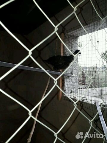 Семья румынских фазанов