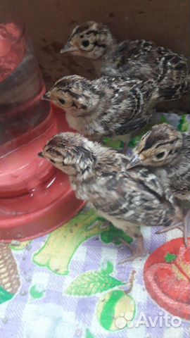 Фазан Кавказский