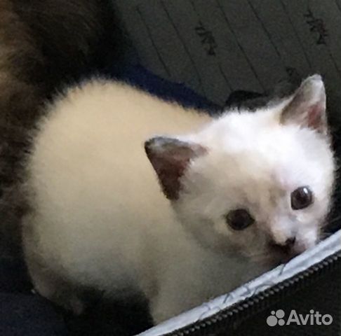 Котёнок меконгский бобтейл Черепаховая девочка