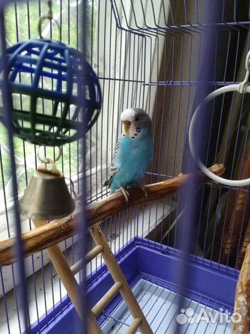 Отдам попугайчики в добрые руки