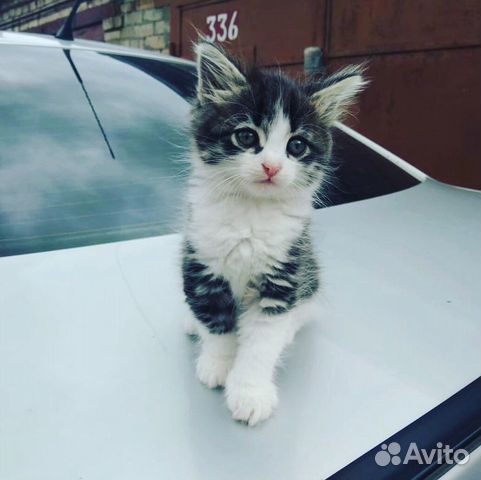 Отдам котёнка