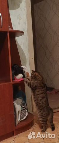 Отдам кошку-Груню