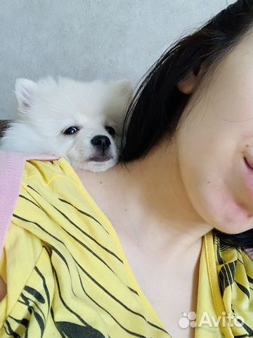 Карликовый померанский шпиц