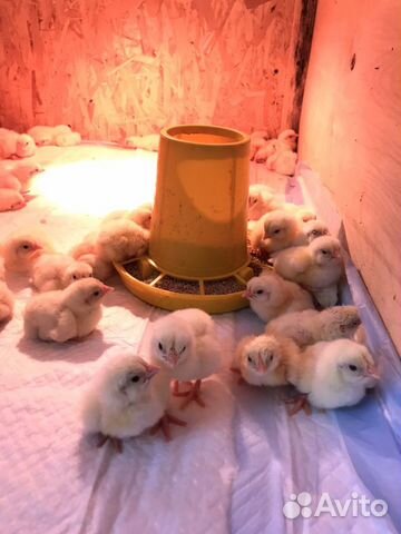 Цыпленок цыплята