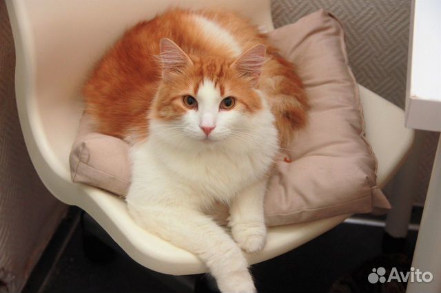 Бошьшой и добрый котик Мультик