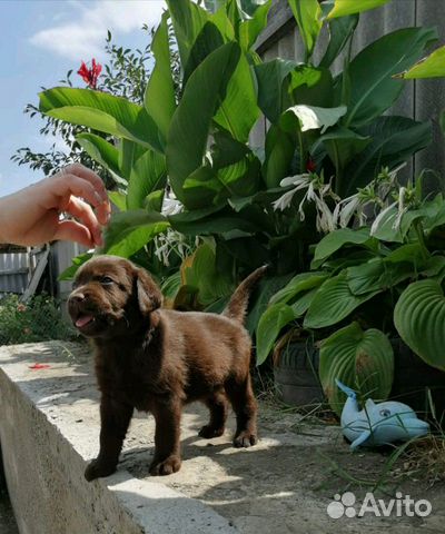 Щенки Лабрадора Шоколад