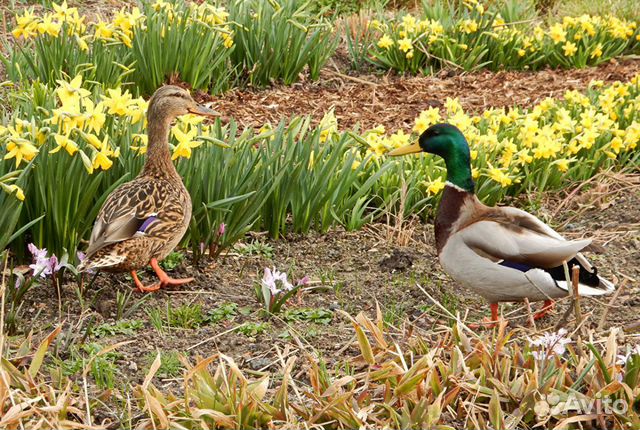 Утка подсадная