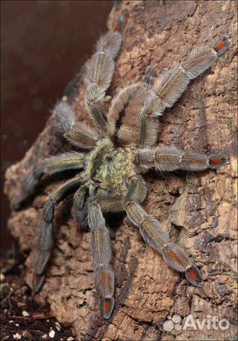 Паук птицеед Psalmopoeus cambridgei