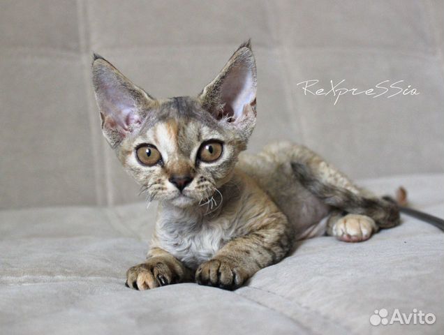 Кошечка Девон-рекс