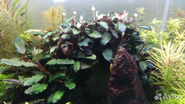 Буцефаландры,Погостемон Эректус, рыбки,креветки