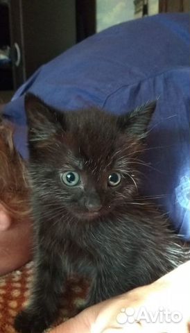 Турецкая ангора