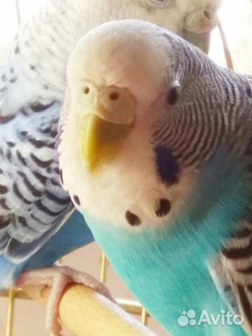 Молодая самочка волнистика