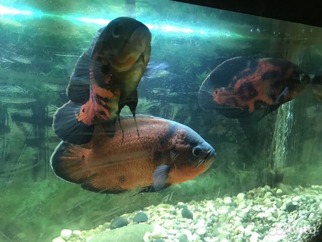 Астронотусы