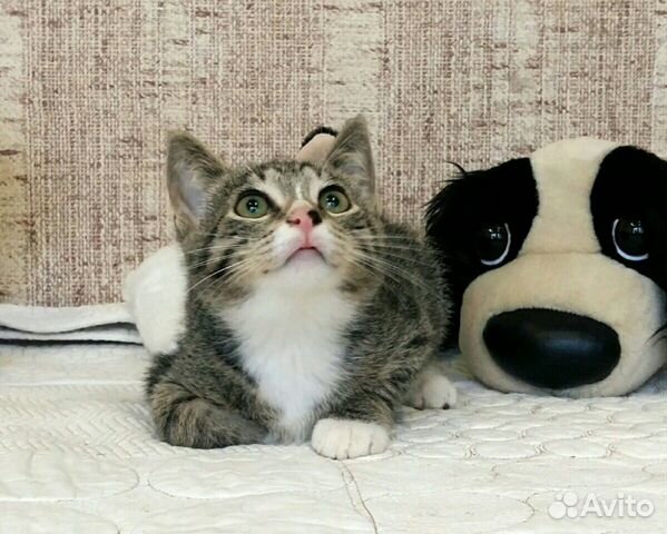 Котенок мальчик 2 мес