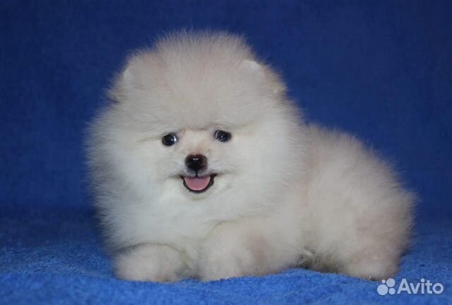 Померанский Шпиц Кремовый Мальчик Мини