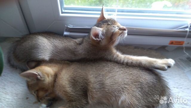 Котята абиссинята