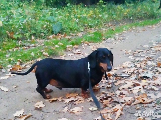 Вязка миниатюрной таксы (кобель)