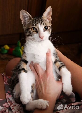 Рысик полосатый - розовые пятки )