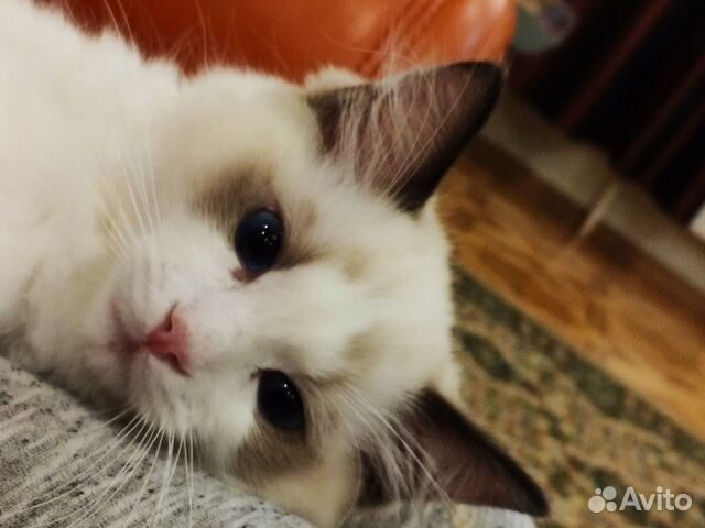 Рэгдолл сил биколор, мальчик 3,5 месяца