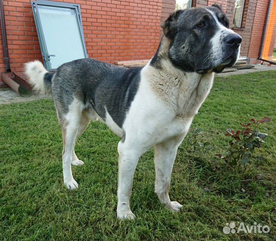 Вязка алабая