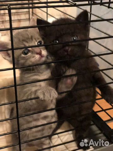 Маленькие 4 нед котята мальчик и девочка ищут дом