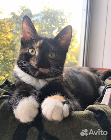 Игривая и ласковая Макарошка ищет любящего друга