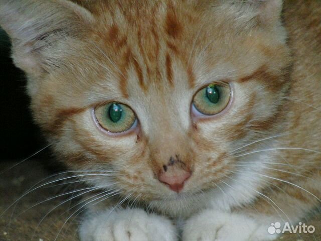 Кимрские котята