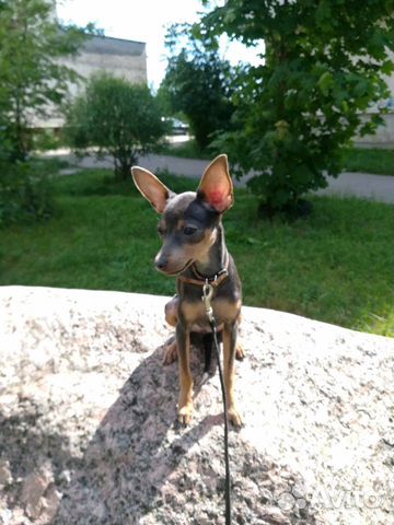 Продаётся девочка Русский той