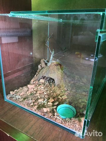 Паук с паучатней