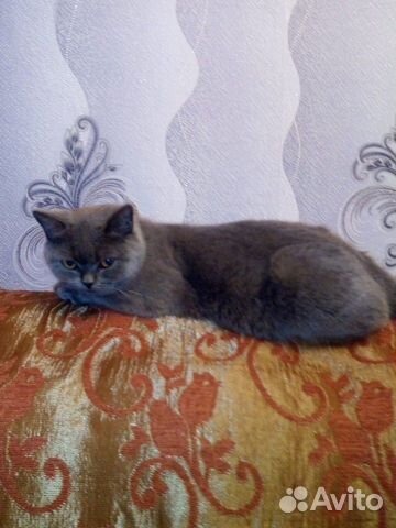 Отдам британскую кошечку