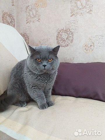 Кот шотландец приглашает на вязку