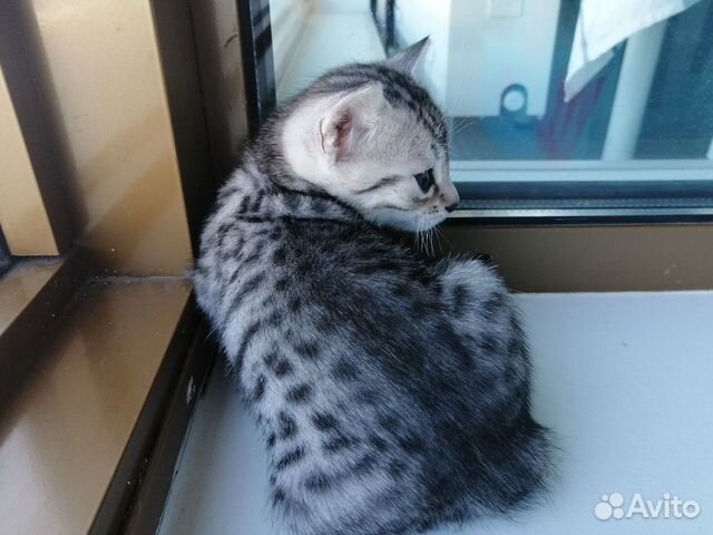 Египетская мау