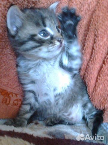 Отдам в хорошие руки маленькую кошечку