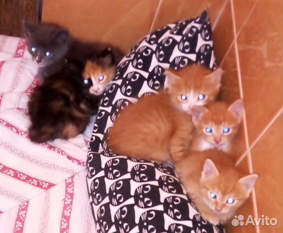 Голубоглазые котята 1,5 мес